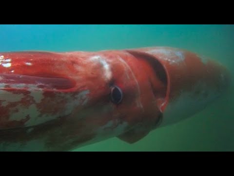 Swim with GIANT SQUID and PAPER NAUTILUS - Amazing Cephalopods of South Africa