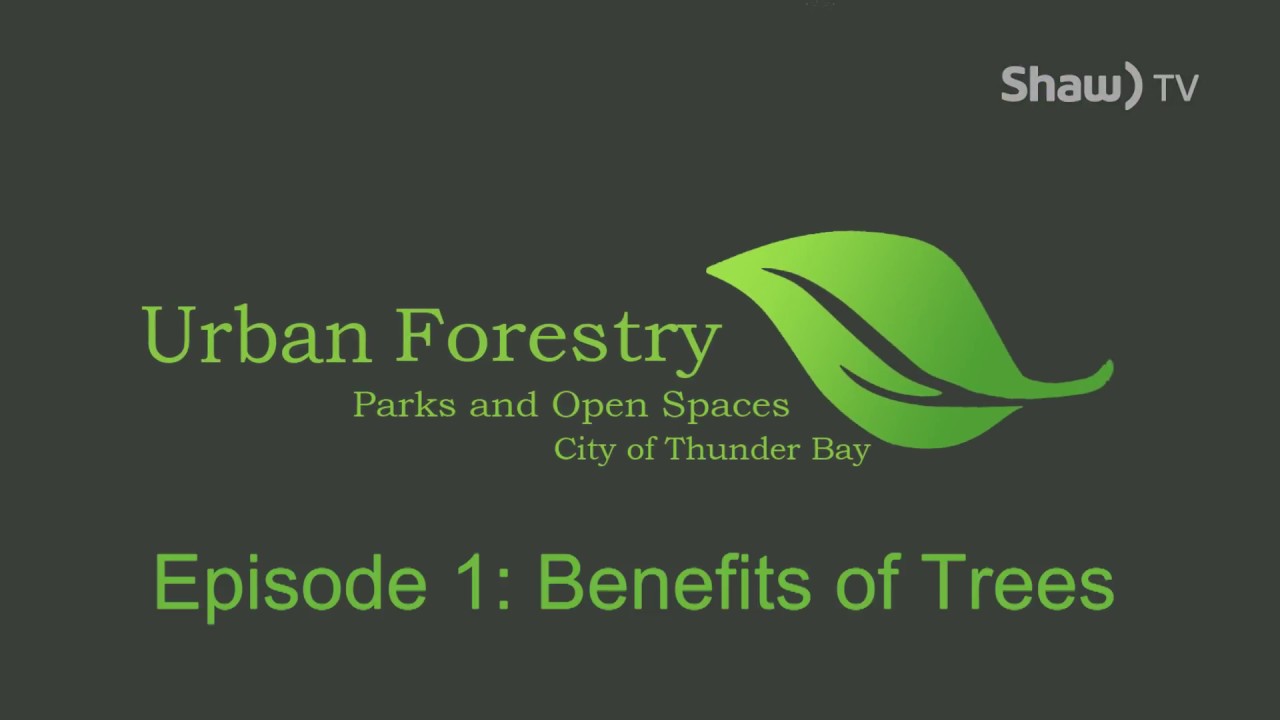 Urban Forestry | Episode 1- The Benefits of Trees