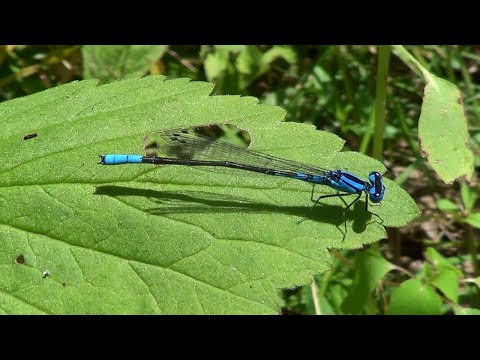 Azure Bluet Damselfly 1 HQ HD