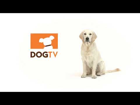 Dog TV Xfinity