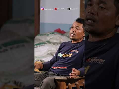 MODAL AWAL TANAM CABE #cabe #hargacabai #pertanian