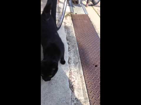 black cat in Japan