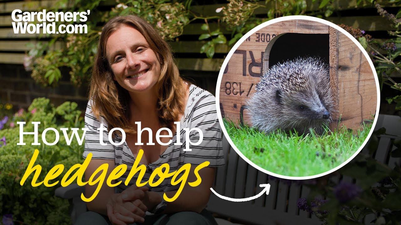 Help HEDGEHOGS hibernate! The best things you can do for hedgehogs in autumn and winter