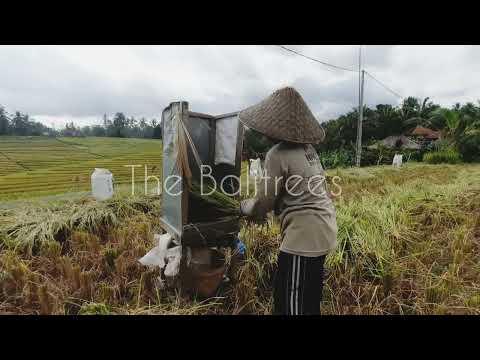 Manual Rice Threshing At Balitrees Retreats - The Balitrees - www ...