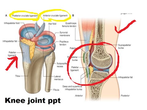 Knee joint ppt explained in detail