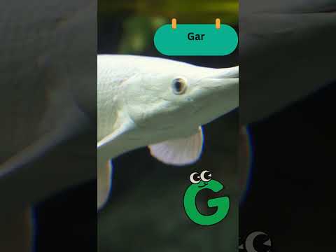 Meet the Ocean: Discover Sea Animals from A to Z Song #funlearningsongs #educationalcontentforkids