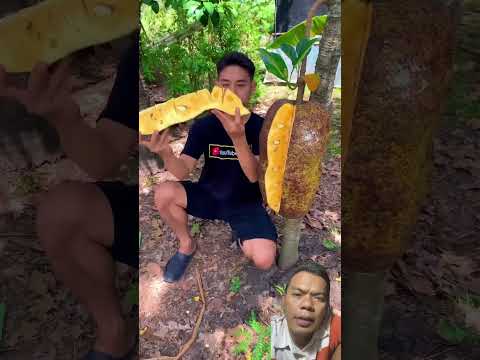 Keunggulan Nangka Madu #nangkamadu