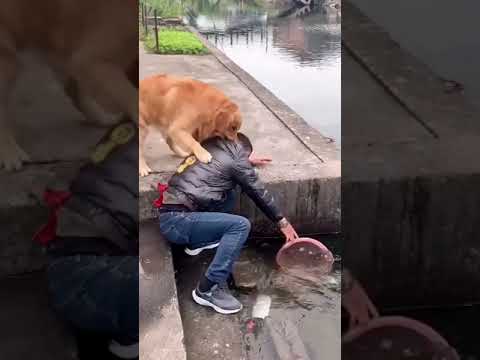 Dog Plays Video Games ππ #shorts