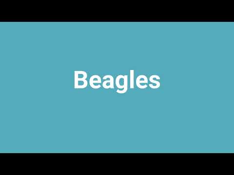 'Beagles' Meaning and Pronunciation