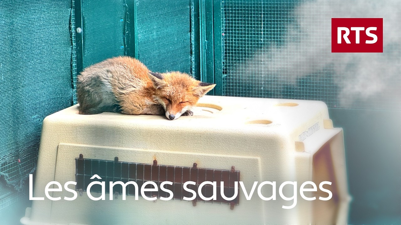 A Erminea, d'incroyables femmes soignent les animaux sauvages