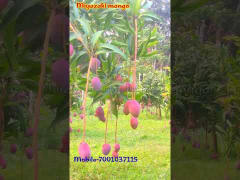 Miyazaki mango farming in india