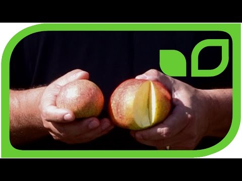 Introducing the World’s First Fizzy Apple, Because Science - Softpedia