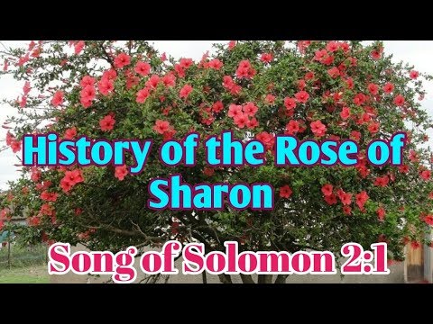 history of Rose of sharon from the holy bible