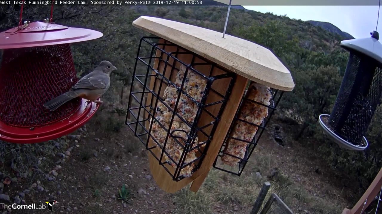 Canyon Towhee Surprises With Visit To West Texas Feeders – Dec. 19, 2019