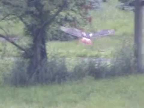 Hawk & Turkey Vulture Fly Together