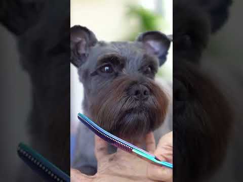 SCHNAUZER GROOMING ❤️ Puppy style haircut - Short eyebrow