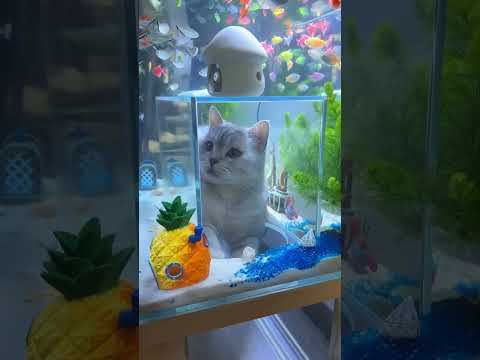 Curious Cats Under Fishtank 😍 #shortsvideo
