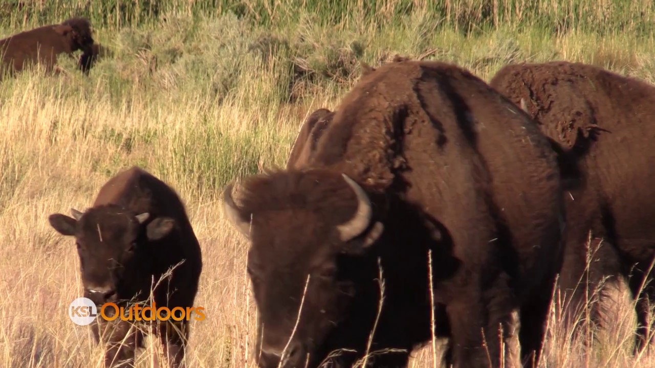 Utah Field Guide: Bison