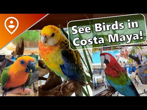Review & Walkthrough (It's Closing Soon): Aviarius bird aviary in Costa Maya!