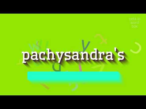 HOW TO SAY PACHYSANDRA'S? #pachysandra's