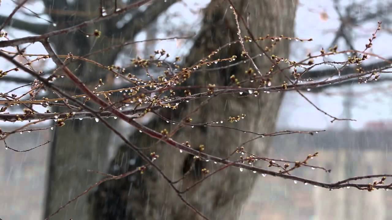 Cherry Blossoms: March 25 at the Indicator Tree