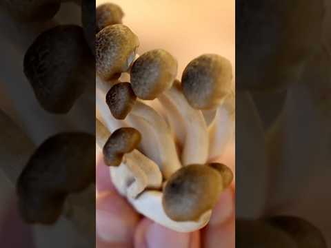 Know your mushroom varieties 🍄🍄🟫 #foraging #fungi #mushroom