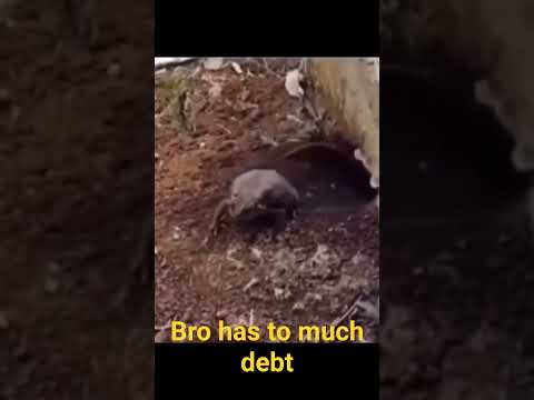 #mouse #frog #rat #shorts #viral #trending #youtube #nature #wildlife