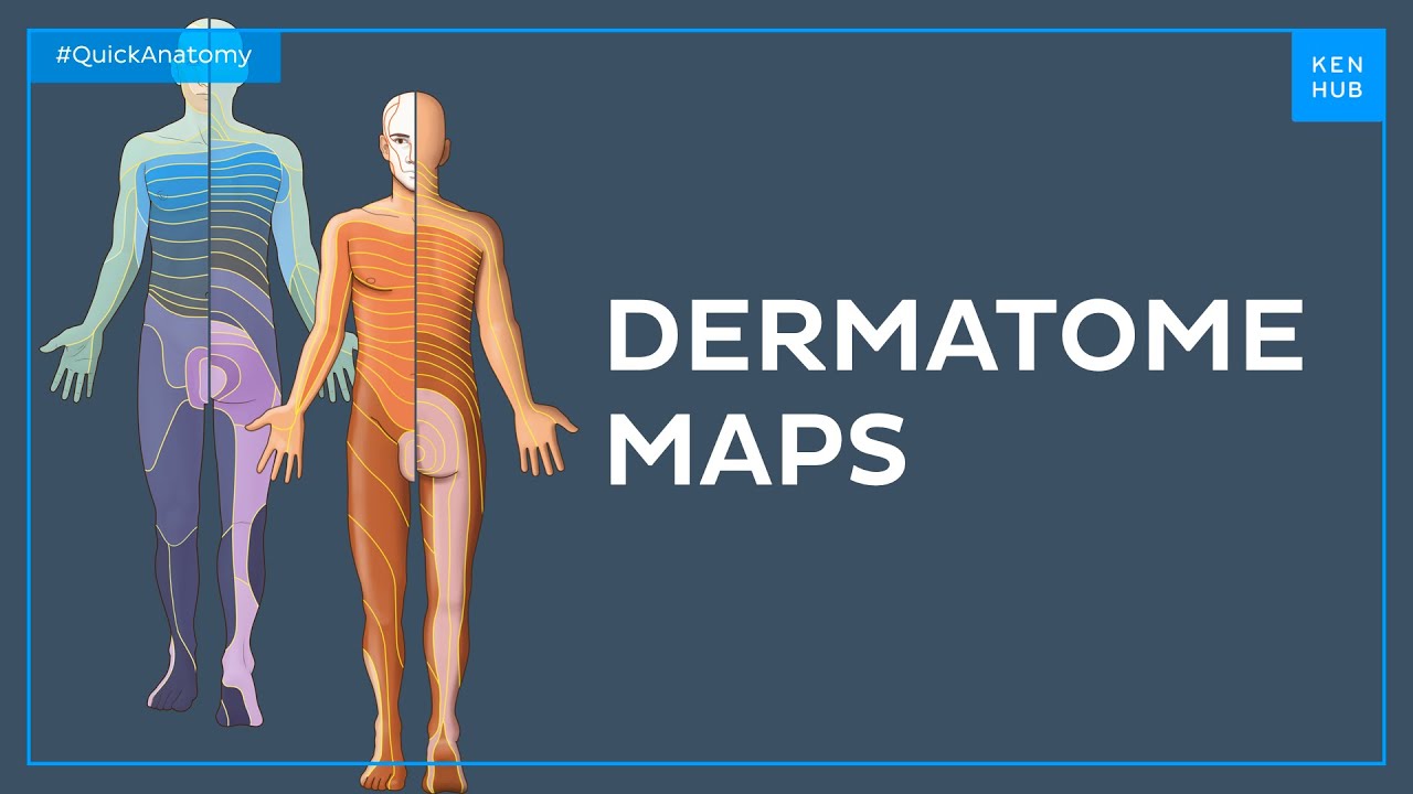 Dermatome maps - Quick Anatomy