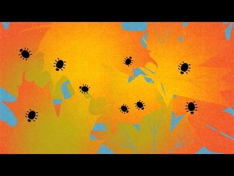 Invasion of the Oak Leaf Itch Mites!