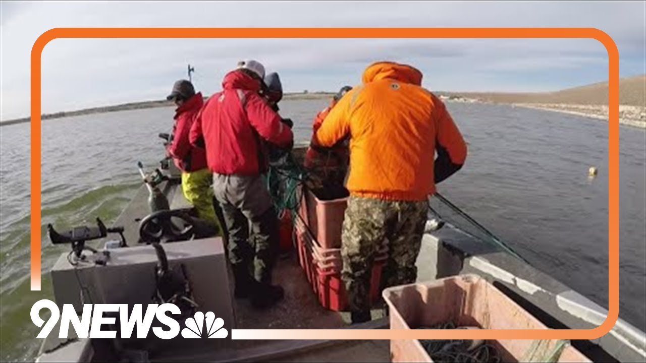 CPW begins walleye spawn process