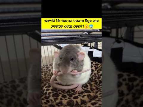 top 4 mind blowing facts about animals in bangla! অবাক করা চারটি তথ্য! #factsbangla #facts #shorts