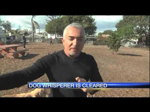 'Dog whisperer' will not face charges of animal cruelty
