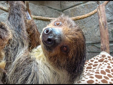 ADORABLE SLOTH encounter