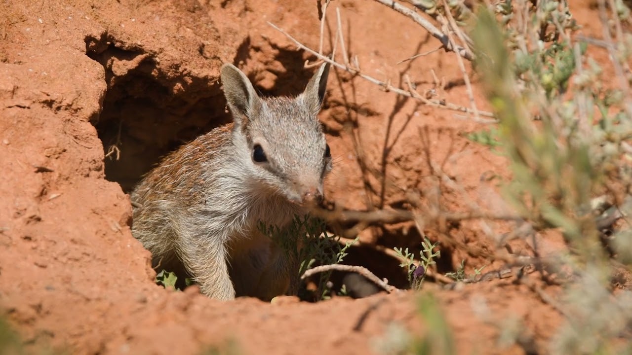 Beautiful baby Numbats