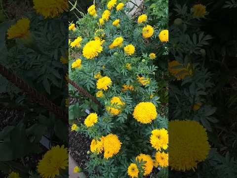 10 EASIEST FALL FLOWERS for Mild Winters