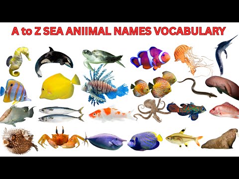A to Z Sea Animal Names Vocabulary | Sea Animal Names in English from A-to-Z Alphabets | Marine Life