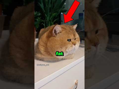 Top 3 Most Fat Cats. 🤣 #cat #funny #animals
