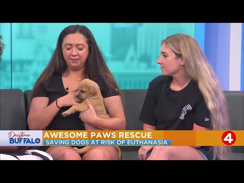 Daytime Buffalo: Awesome Paws Rescue brings in adorable puppy for adoption!