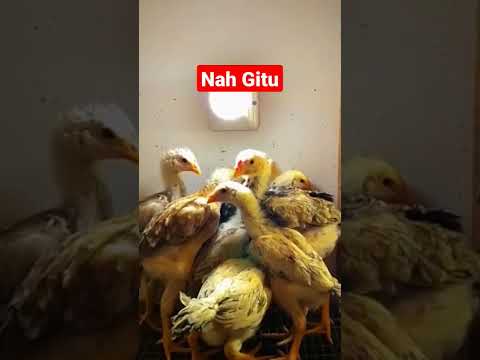 anak ayam cepat besar kalau pakan nya gak dihabiskan oleh sang induk