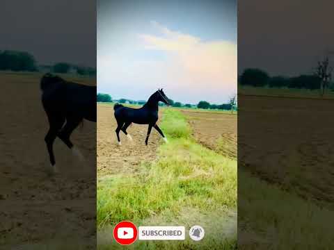 #black #beautiful #horse#walkthrough #fields #viralshorts#youtubeshorts