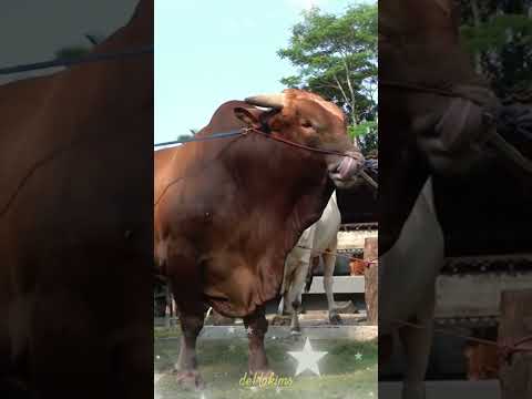 DERETAN SAPI JUMBO IRFAN HAKIM DARI TAHUN KE TAHUN #shorts #artis #sapi #cow #viralvideo
