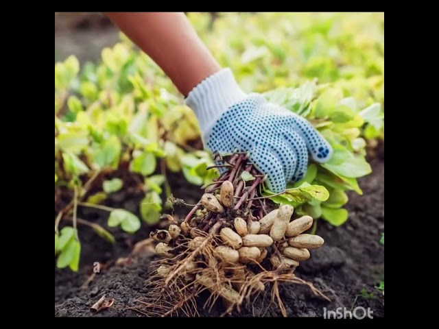 Agricultural Machines - Semi-Automatic Hand Wheel Hoe Manufacturer from ...