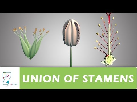 UNION OF STAMENS
