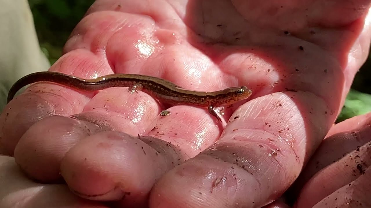 Stream Salamanders in the Green Mountains