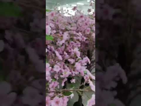 spring hot sell products artificial cherry tree