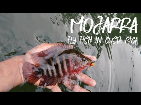 Fishing Mojarra - Fly Fish in Costa Rica 2017