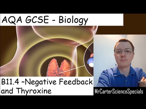 B11.4 - Negative feed back and Thyroxine - AQA Biology GCSE 9-1