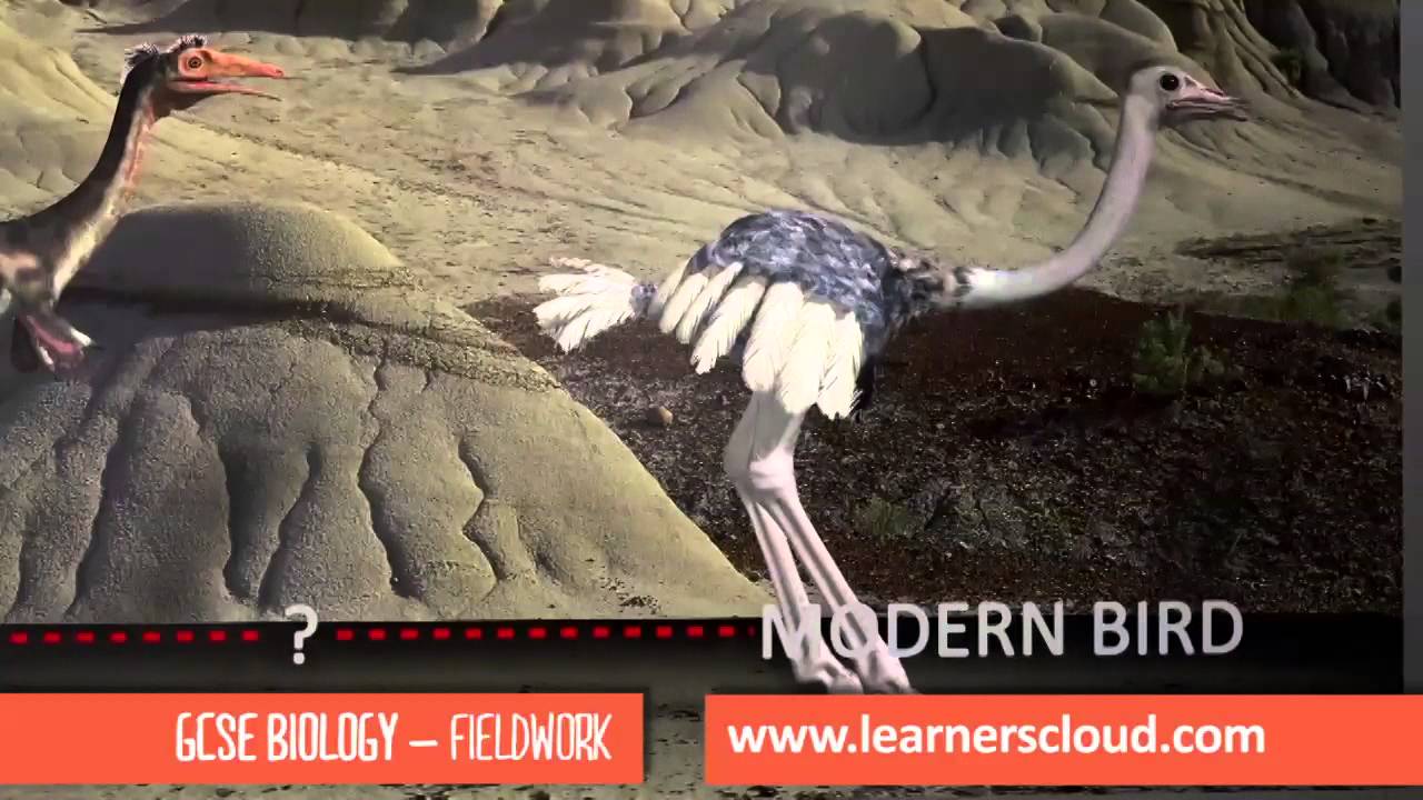 Fieldwork: GCSE Biology