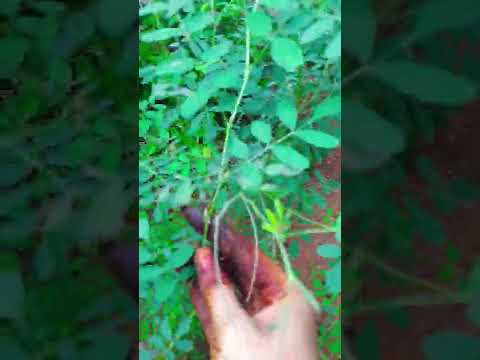 indigo plant