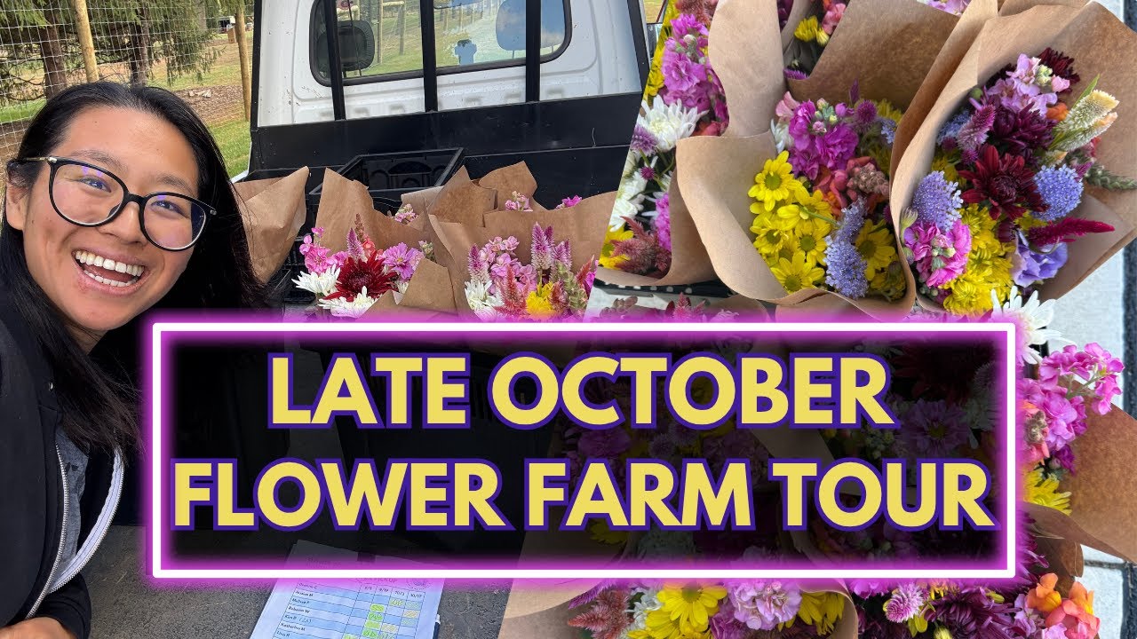Heirloom mums & late fall flowers!